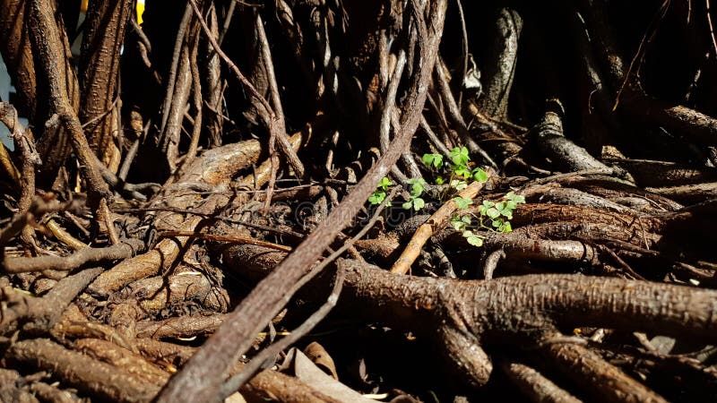 Tree Roots with Little Plant Stock Image - Image of wood, brown: 207781263