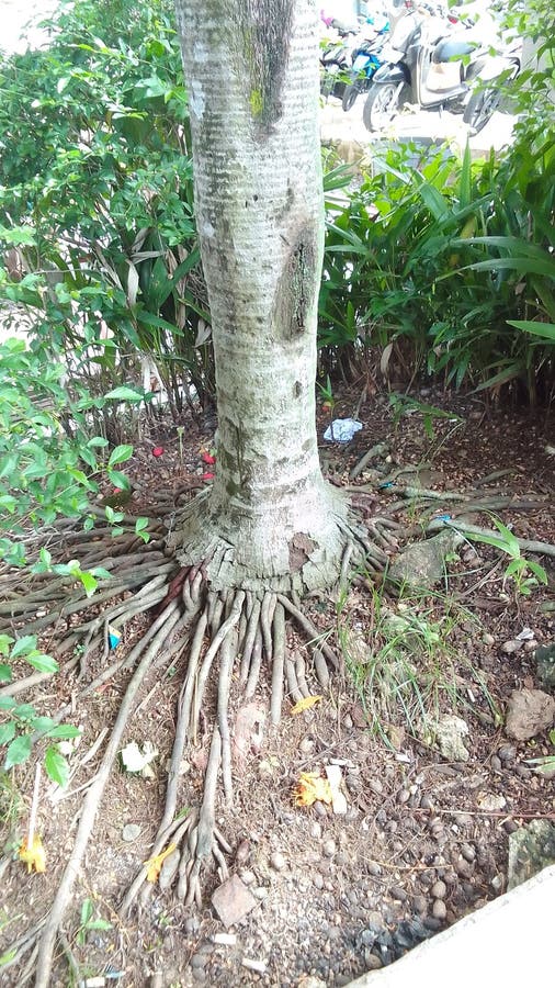 The Tree Roots Look Very Beautiful with the Fruit Falling Around Them ...