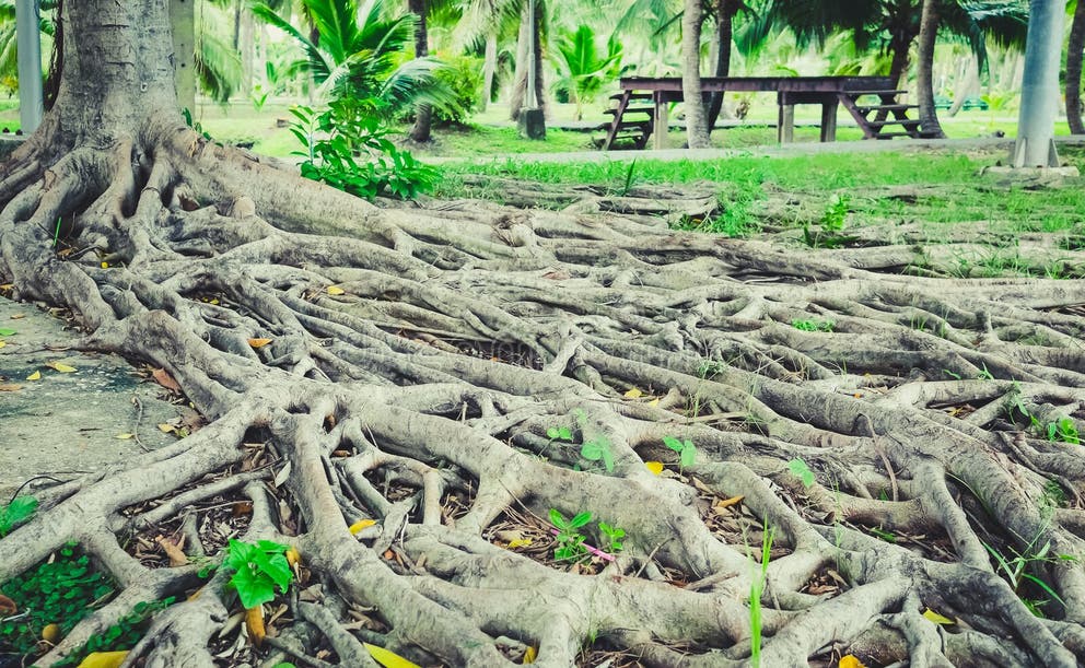 Tree Roots are a Lot of Branches Stock Photo - Image of growing, bark ...
