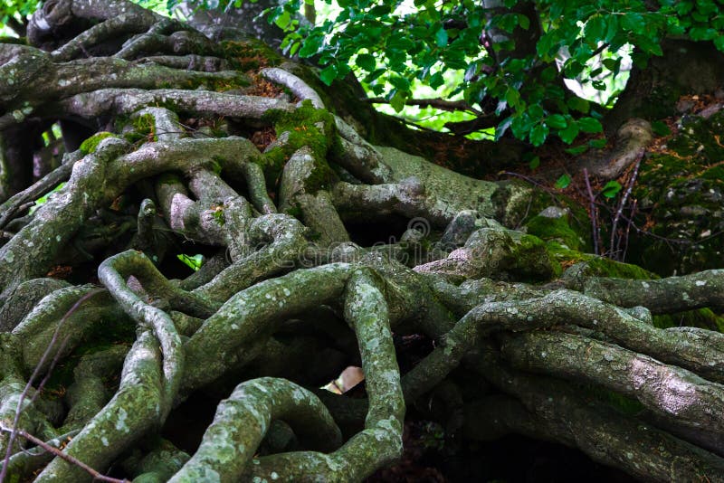 Tree roots stock image. Image of magic, surprising, environment - 54724331