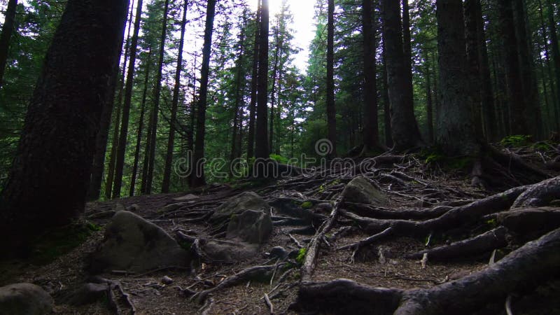 Tree Roots in a Magic Pine Forest Stock Footage - Video of wild, rocks ...