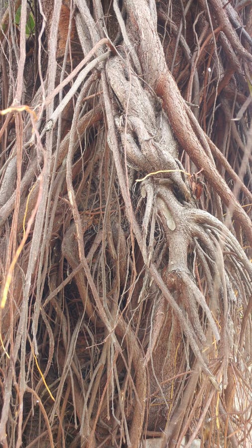 Tree Roots Magic on Summer Time Stock Image - Image of tree, summer ...