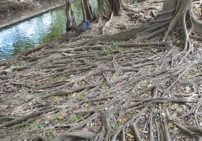 Tree Roots in Mangrove Forest Stock Photo - Image of branch, blue ...