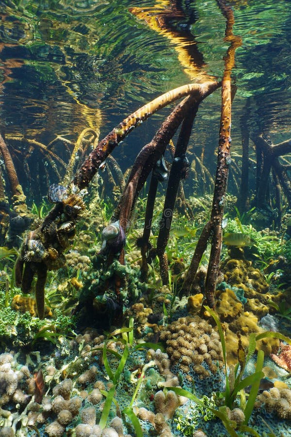 Tree Roots of Mangrove Underwater with Marine Life Stock Image - Image ...