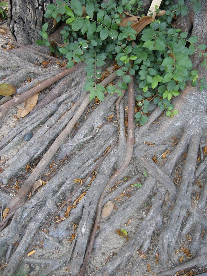 Strangler Fig, a Host Tree in the Daintree Rainforest, Mossman Gorge ...