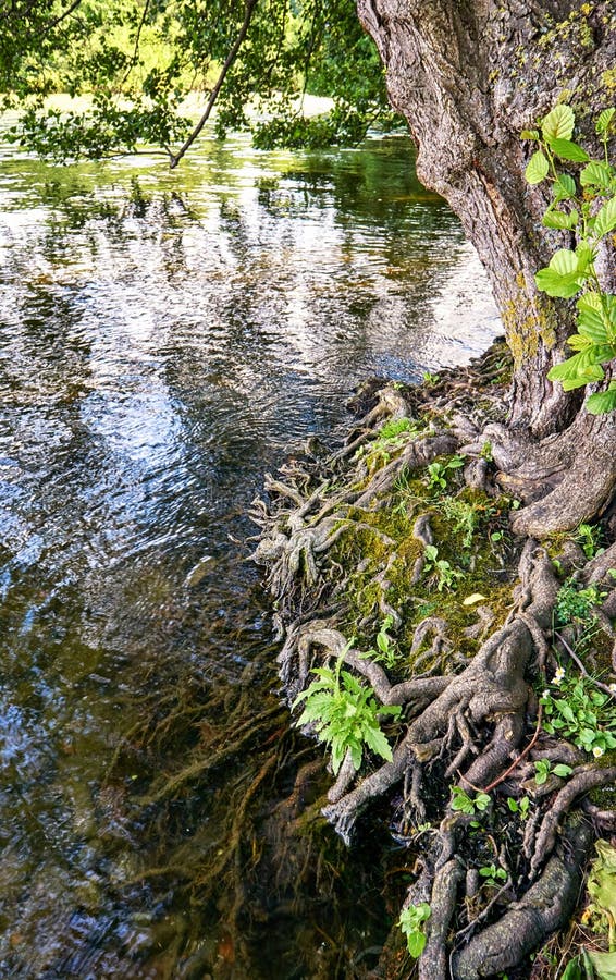 Tree Roots Meander from the Bank into the Water of a River Stock Photo ...