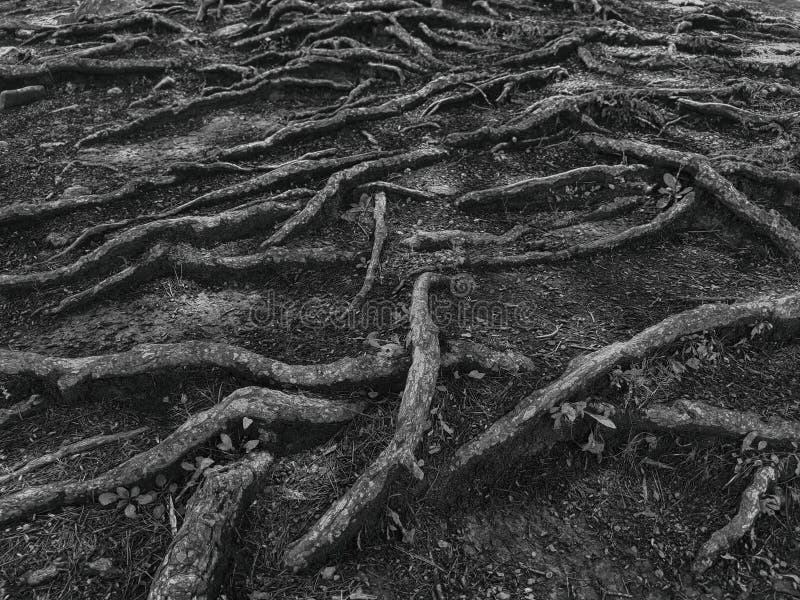Tree Roots of a Mediterranean Forest Stock Image - Image of morocco ...