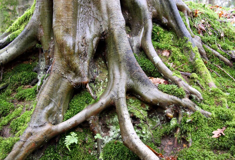 Tree roots and moss stock photo. Image of timber, growth - 13261996