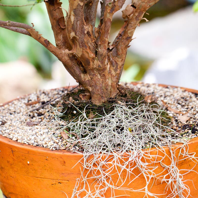 Tree roots and moss stock photo. Image of leaf, growth - 30094244