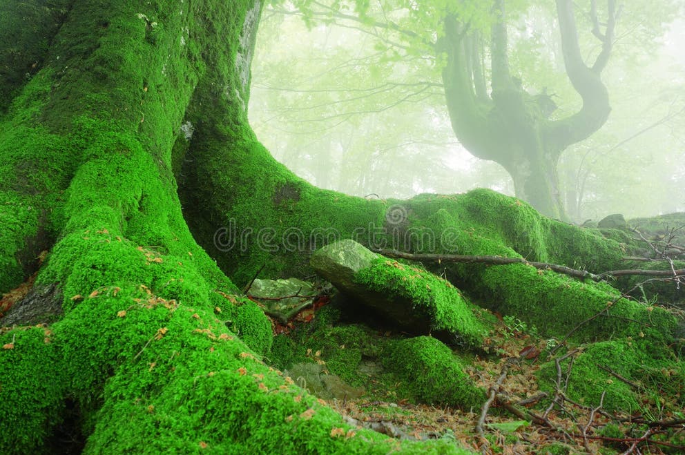 Tree Roots with Moss on Forest Stock Photo - Image of misty, light ...