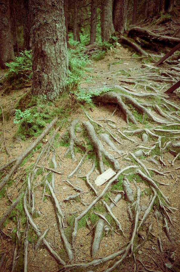 Tree Roots Growing Over a Rock Stock Image - Image of pond, trail ...