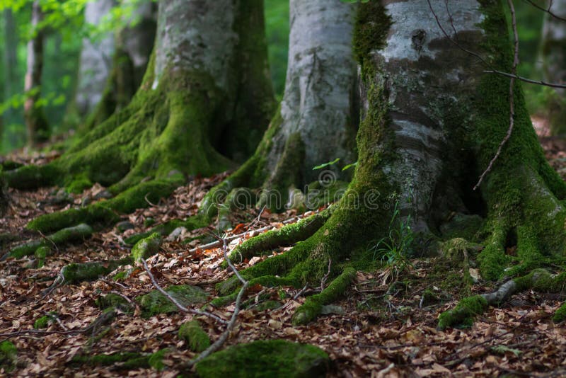 Tree Roots with Moss and Sunshine in a Green Forest Stock Image - Image ...