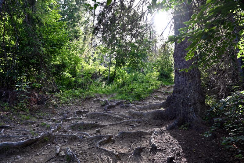 Path To the Top of the Mountain Stock Image - Image of nature ...