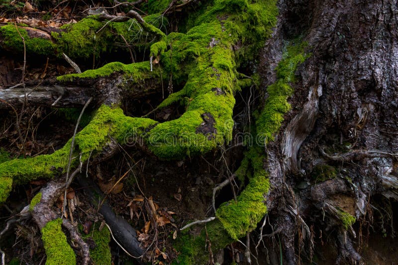 Tree Roots on a Mountain Slope Stock Image - Image of outdoor, nature ...