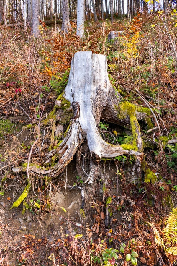 Tree Roots on a Mountain Slope Stock Photo - Image of root, beautiful ...
