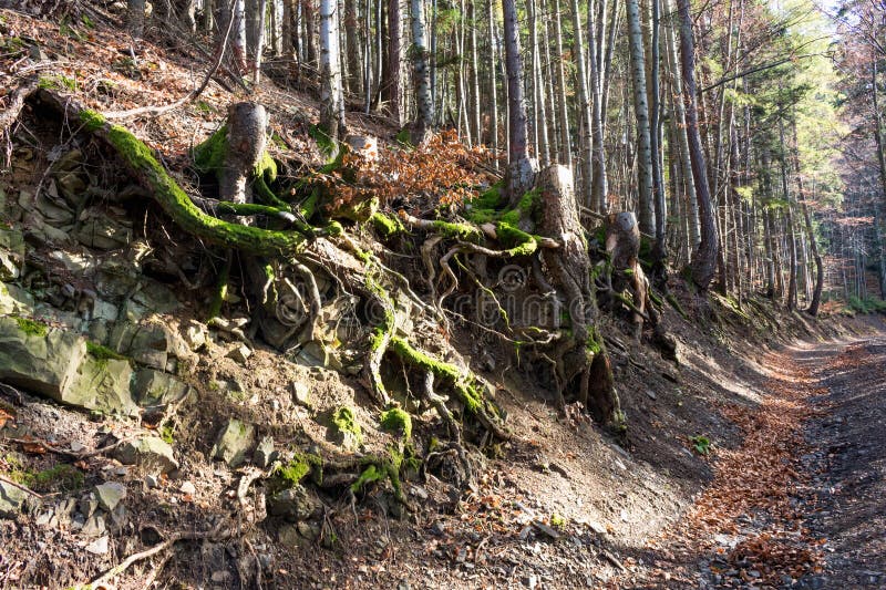 Tree Roots on a Mountain Slope Stock Image - Image of natural, stone ...