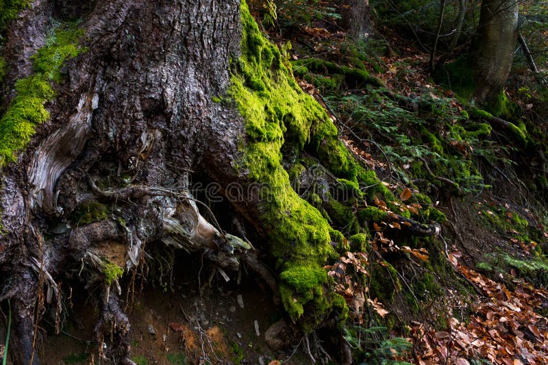 Tree Roots on a Mountain Slope Stock Image - Image of stone, beautiful ...