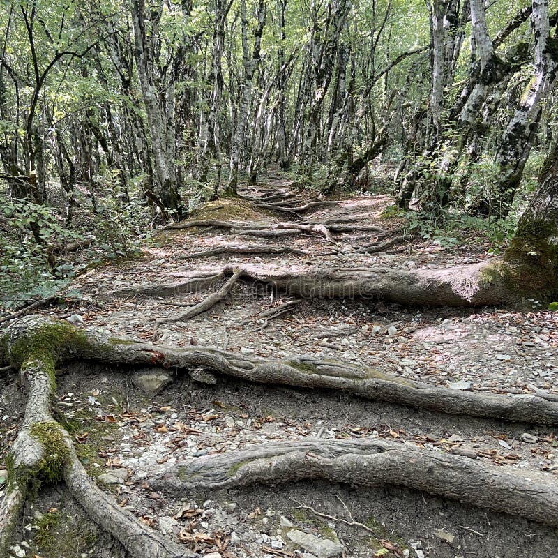 Tree Roots on a Mountain Trail Stock Image - Image of geology, trunk ...