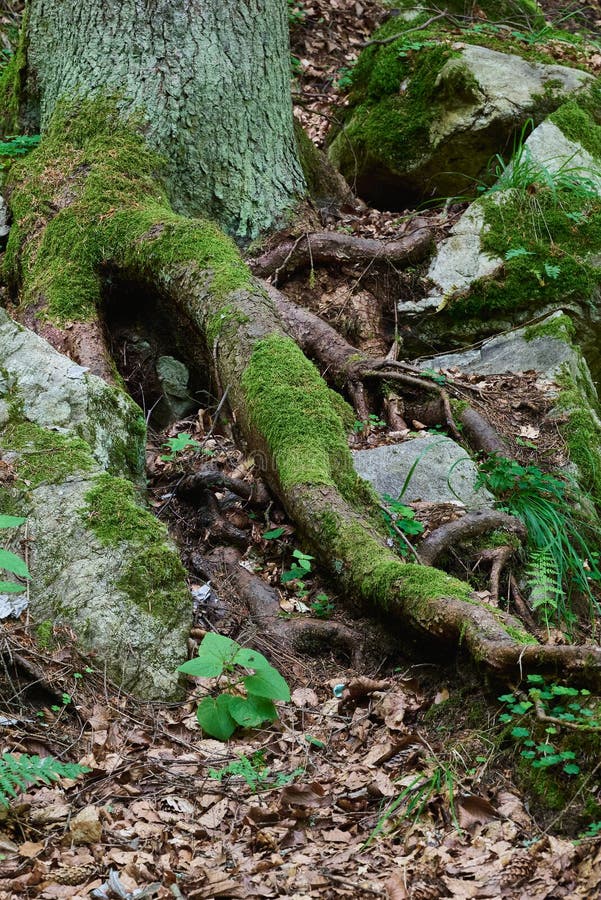 Tree Roots in the Mountains Growing among Rocks Covered in Dry Leaves ...