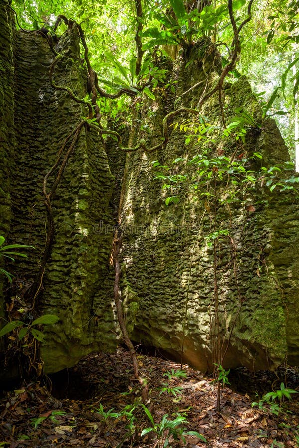 Tree Roots on Natural Stone Wall Stock Image - Image of rough, tropical ...