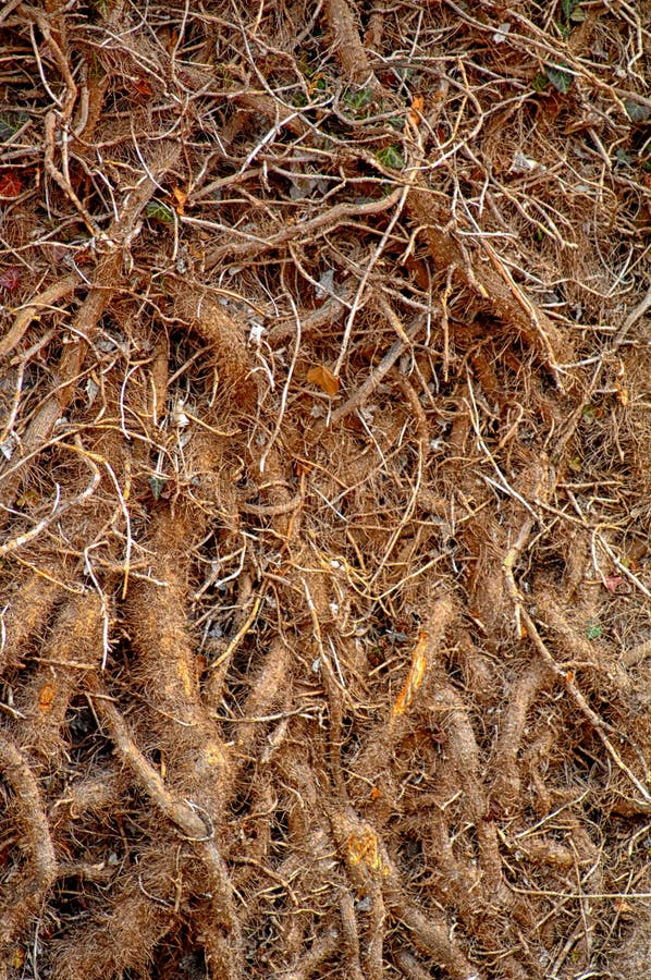 Tree roots,nature concept stock photo. Image of plant - 86576118