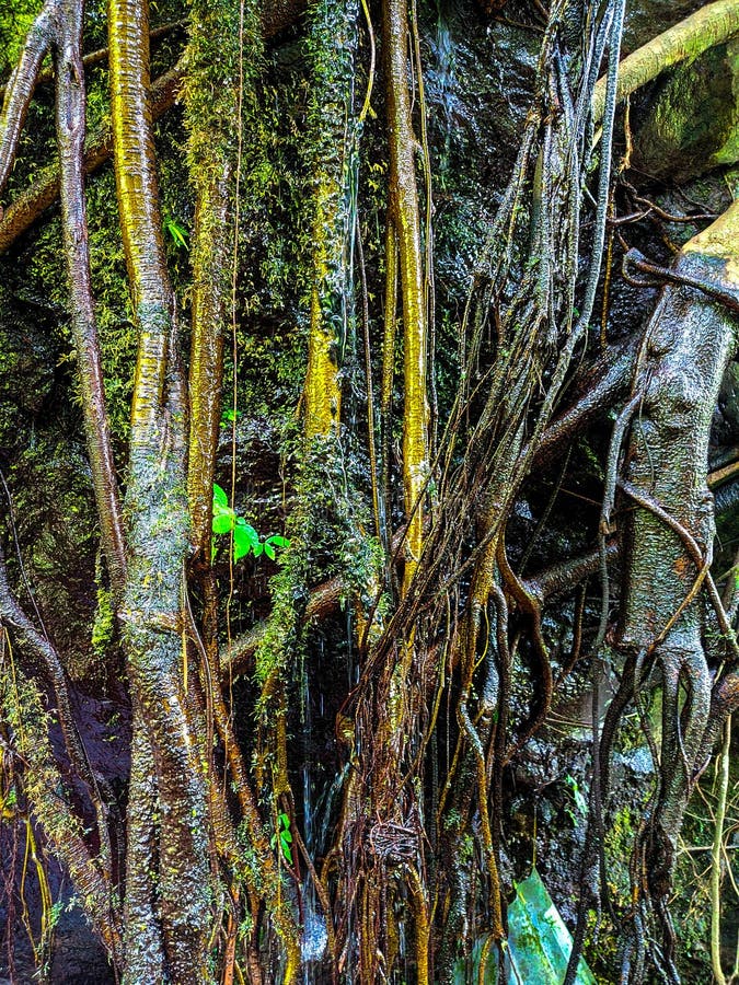 Tree roots near the spring stock image. Image of spring - 231547229