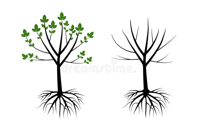Tree with Roots. Oak Tree. Vector Illustration 向量例证 - 插画 包括有 生活, 图象 ...
