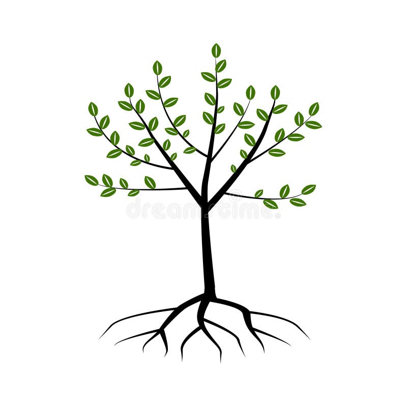Tree with Roots. Oak Tree. Vector Illustration Stock Vector ...