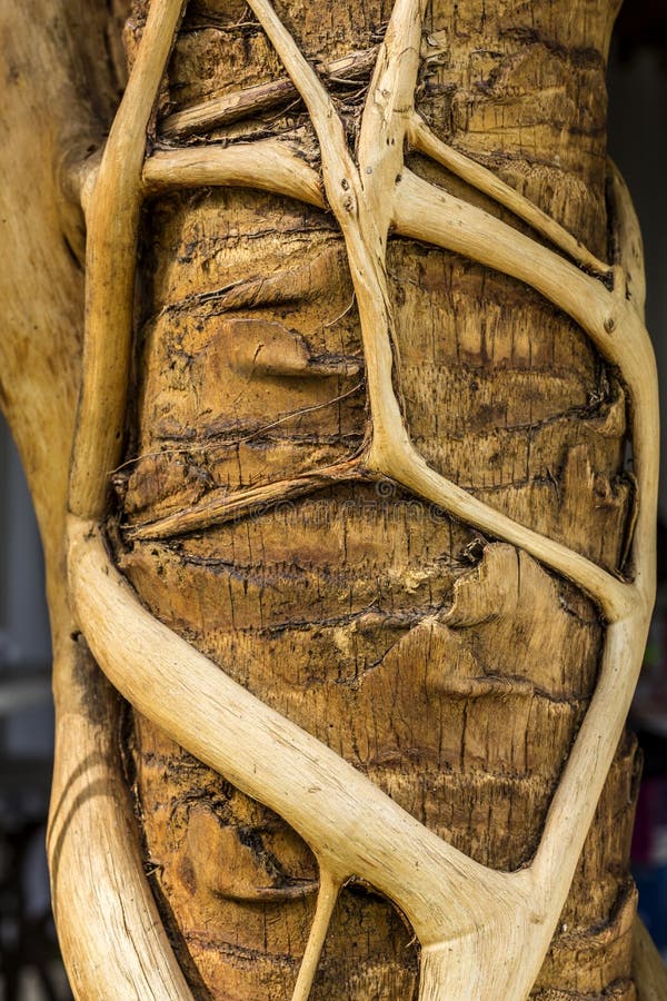 Tree roots stock photo. Image of landscape, roots, plank - 86986014