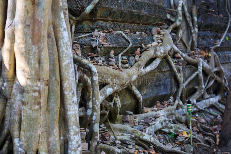 Tree Roots on Old Concrete Wall, for Background Texture. Stock Photo ...