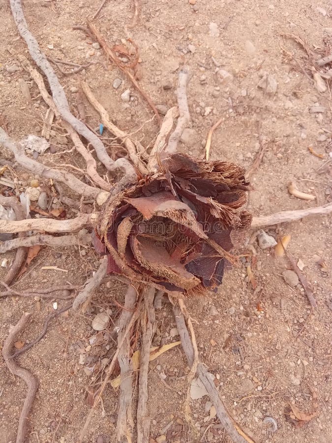 Tree Roots that are Old and Dry Stock Photo - Image of sand, weather ...