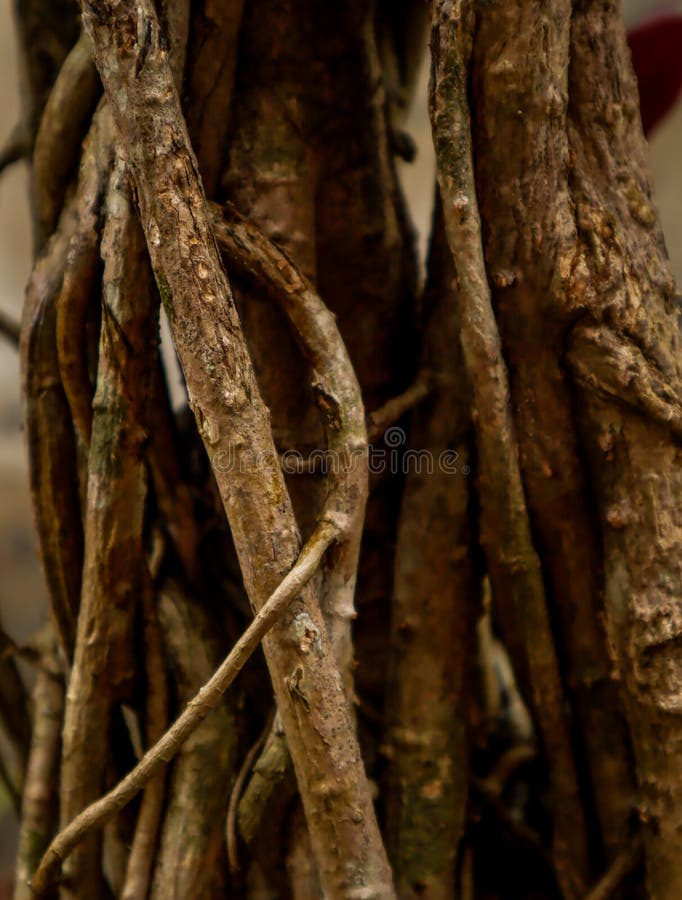 Tree Roots that are Old Enough To Live Longer. Stock Photo - Image of ...
