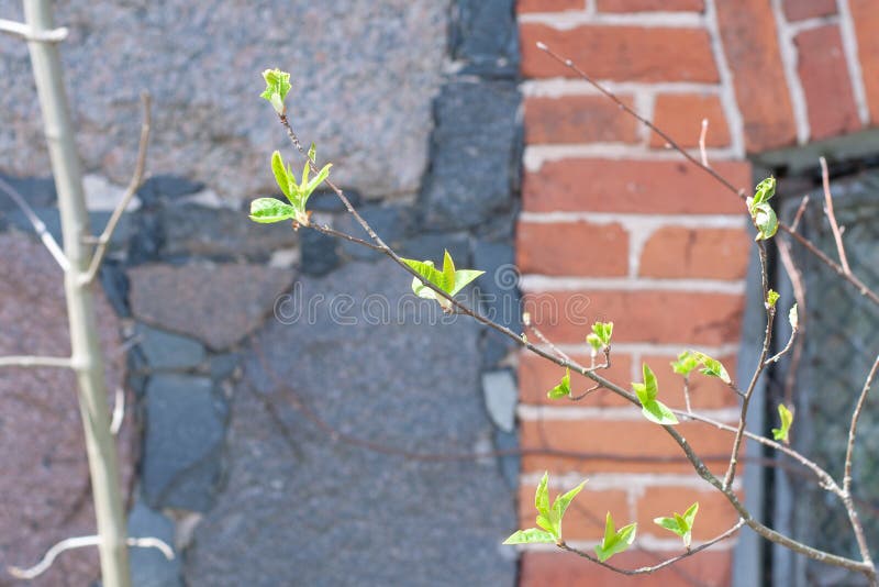 Tree Roots on Old Red Brick Wall, Root Pattern that Parasitic Root ...