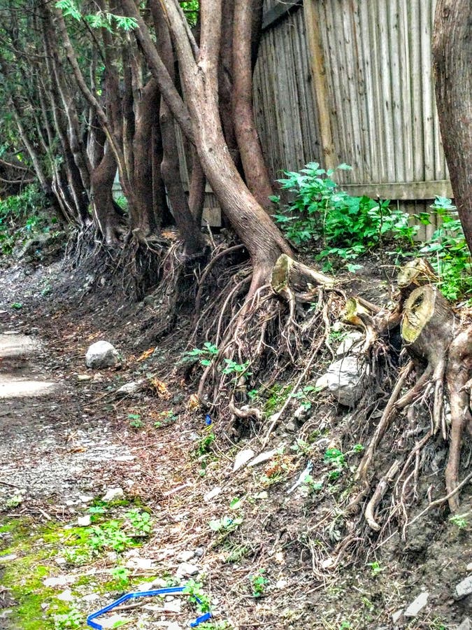 Tree Roots stock image. Image of tree, roots, scary, looking - 76231649