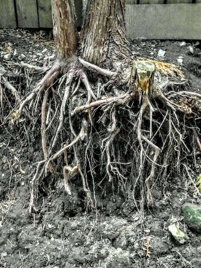 Tree Roots stock image. Image of roots, soil, trunk, branch - 76231769