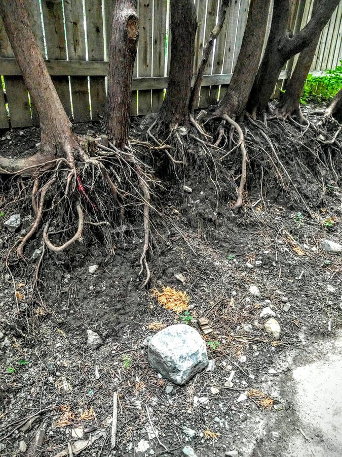 Tree Roots stock photo. Image of looking, trunk, scary - 76231796