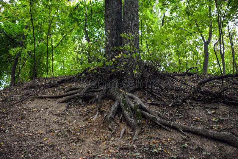 Tree roots stock image. Image of forested, maze, details - 76830635