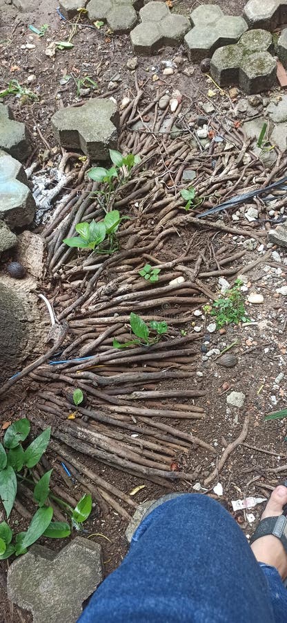 Tree Roots Out of the Ground until it Hardens Stock Image - Image of ...