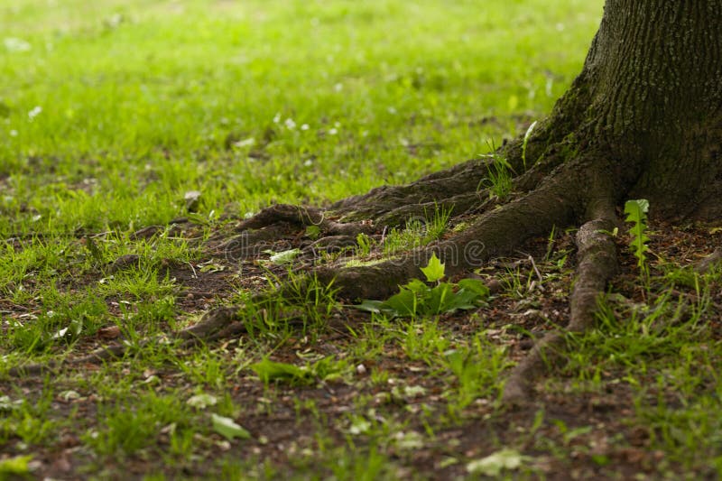 Tree Roots Overgrown with Beautiful Green Grass Outdoors Stock Photo ...