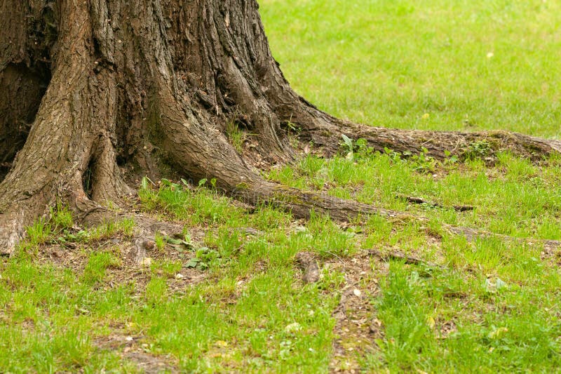 Tree Roots Overgrown with Beautiful Green Grass Outdoors Stock Photo ...
