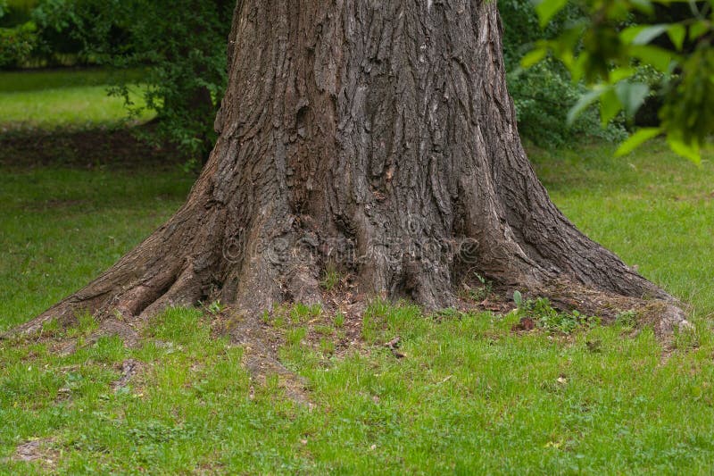 Tree Roots Overgrown with Beautiful Green Grass in Park Stock Photo ...