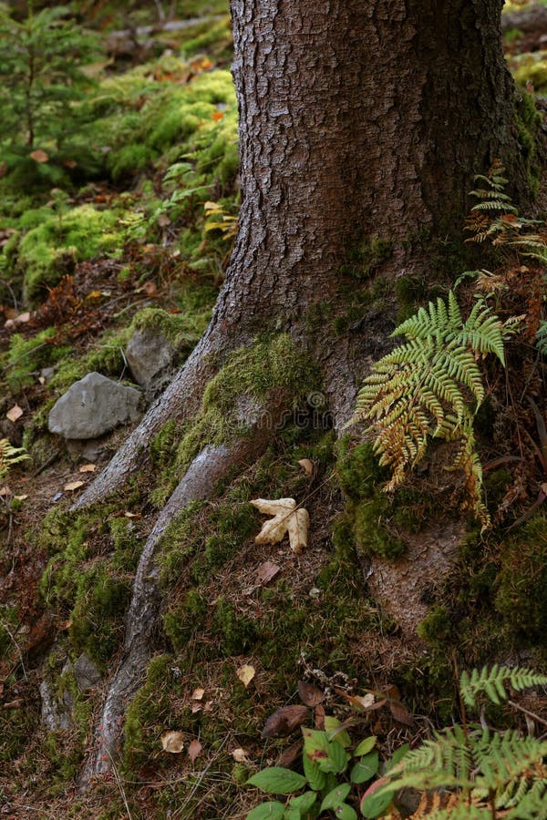 Tree Roots Overgrown with Beautiful Green Moss in Forest Stock Image ...