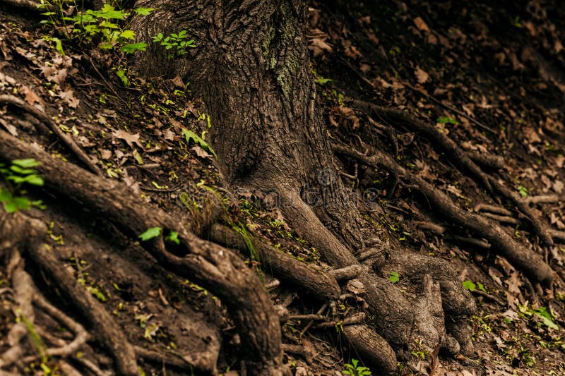 Tree Roots Overgrown with Beautiful Green Plants Outdoors, Closeup ...