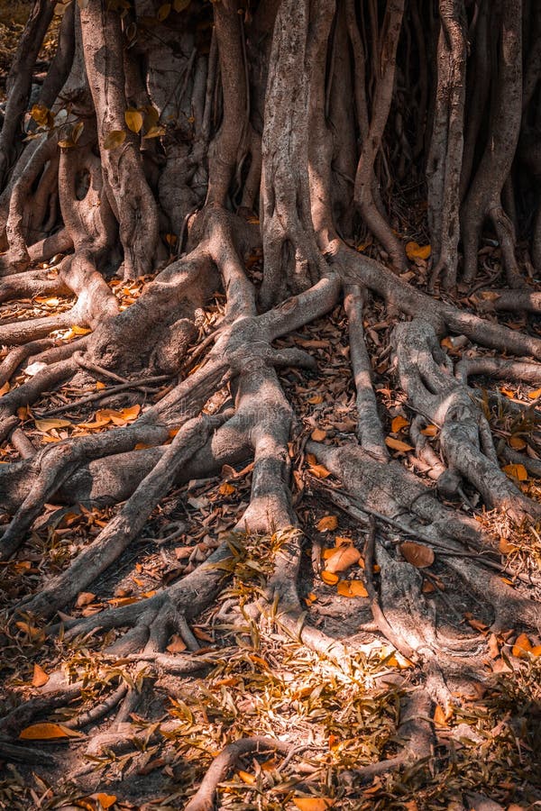 Tree Roots in a park. stock photo. Image of agriculture - 85588082