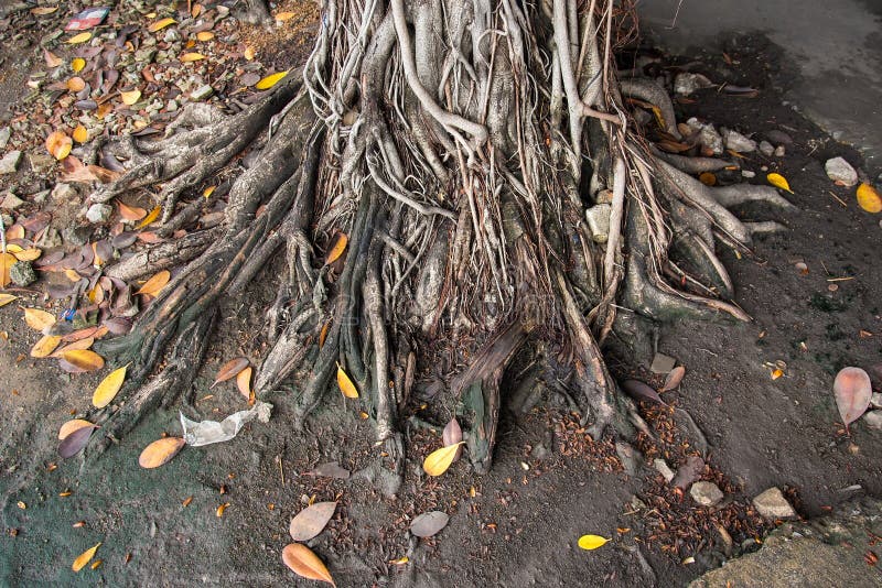 Tree Roots in Park of Thailand. Stock Photo - Image of field, grunge ...