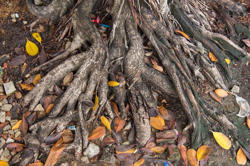 Tree Roots in Park of Thailand. Stock Photo - Image of pattern ...