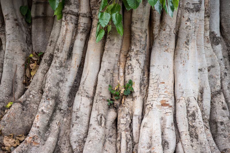 Tree Roots in Park of Thailand. Stock Image - Image of green, tree ...