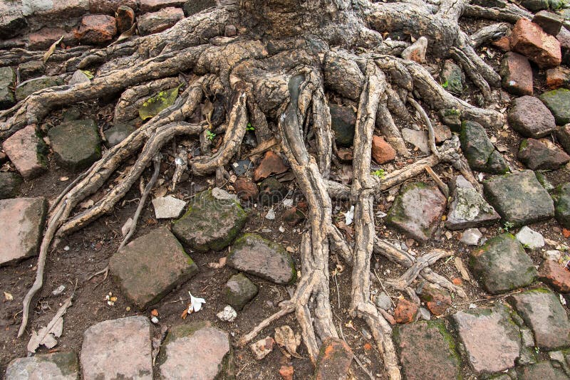 Tree Roots in Park of Thailand. Stock Image - Image of growing, trunk ...