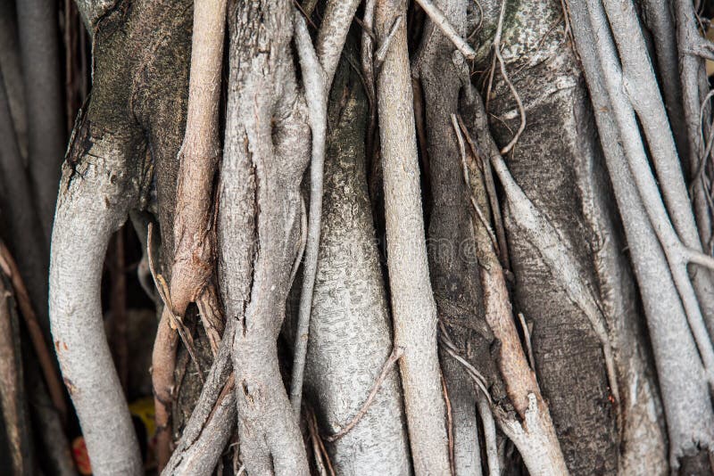 Tree Roots in Park of Thailand. Stock Photo - Image of detail, field ...