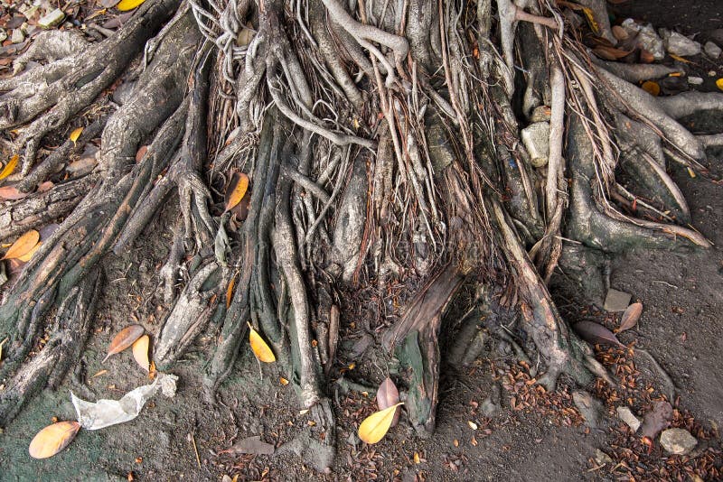 Tree Roots in Park of Thailand. Stock Image - Image of life, grunge ...